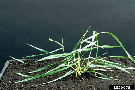 Quackgrass Elymus Repens L Gould