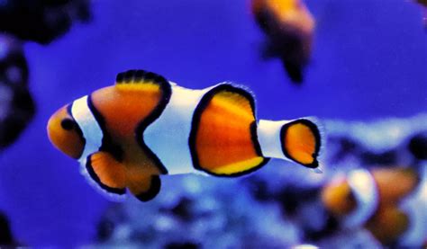 A Guide To The Best Classroom Pets Teachersparadise