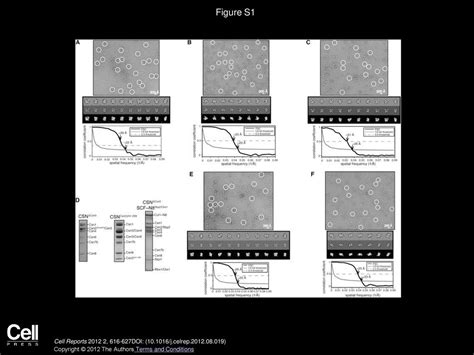 Structural Basis For A Reciprocal Regulation Between SCF And CSN Ppt Download