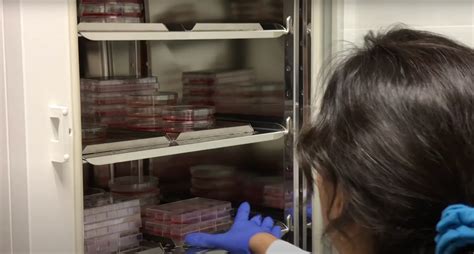 Cosimo Commisso Phd Sanford Burnham Prebys