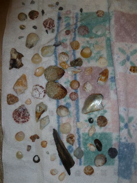 Shells Collecting Studying Classifying Them And Crafts Mama To 6