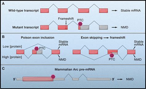 Pre Mrna Processing Reaches Back Totranscription And Ahead To
