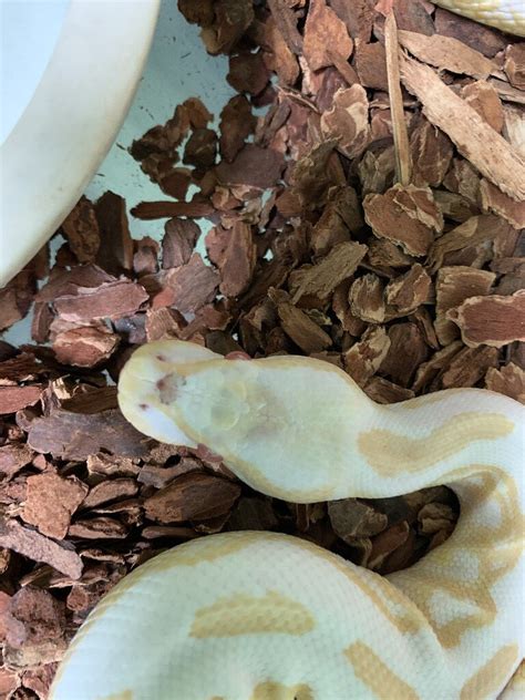 Nose Problem Ball Pythons Morphmarket Reptile Community