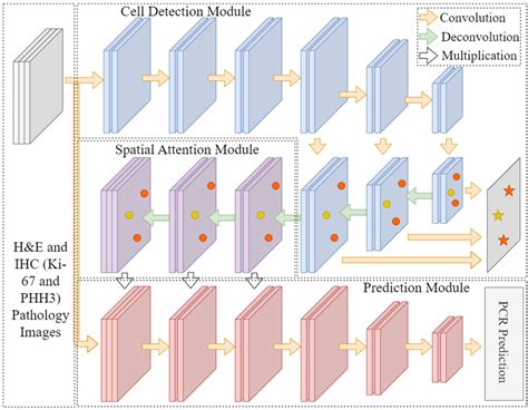Architecture Schema Of Our Proposed Multi Task Deep Learning System