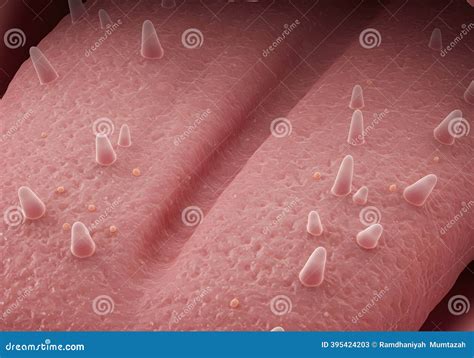 Close Up Of Papillae On A Tongue Stock Image