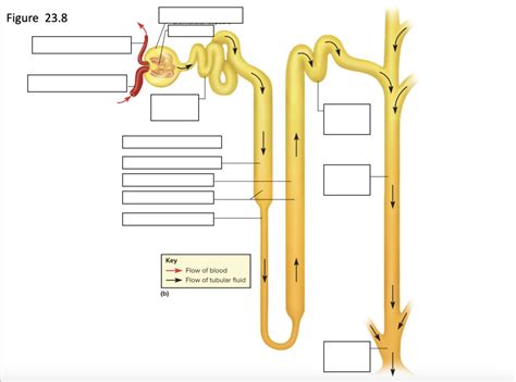 Nephron Loop Diagram Quizlet