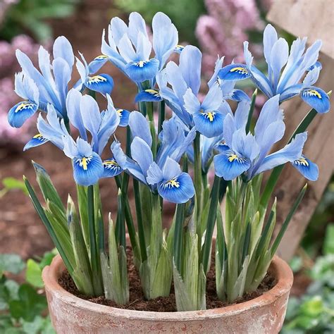 Iris Alida Dwarf Iris Gardeners Dream