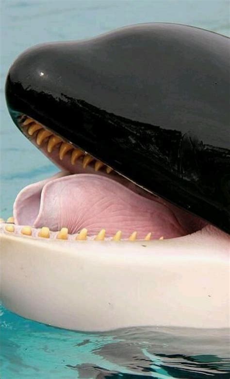 Killer Whale With Mouth Open Orca Tongue Out Killer Whale Tongue