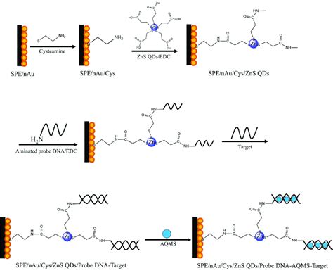 The Stepwise Construction Of The Electrochemical Dna Biosensor Based On Download Scientific