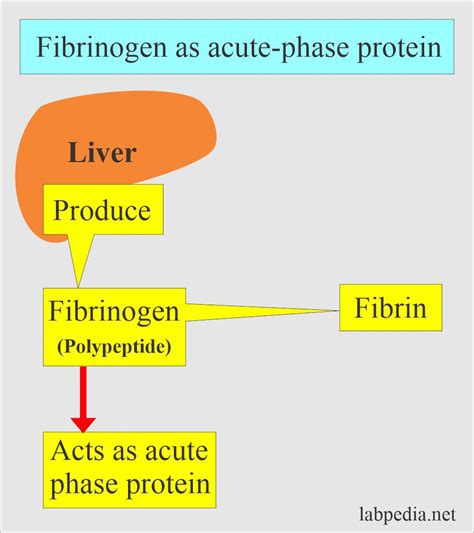 Fibrinogen Factor 1 Acute Phase Protein