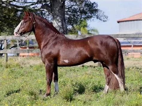 Pin By Moises Arzola On Caballos Horses Animals Criollo
