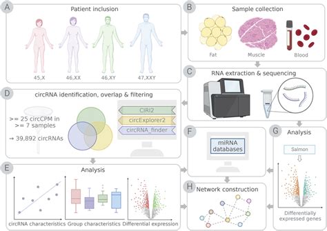 Circrna Profiling A Exon Count Vs Length For Exonic Circrnas And