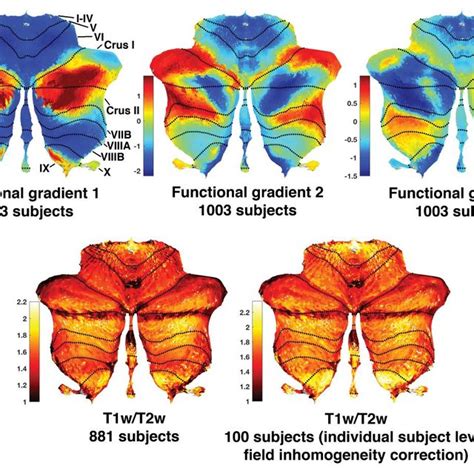 Cerebral Cortical Functional Gradients And T1wt2w Maps Download