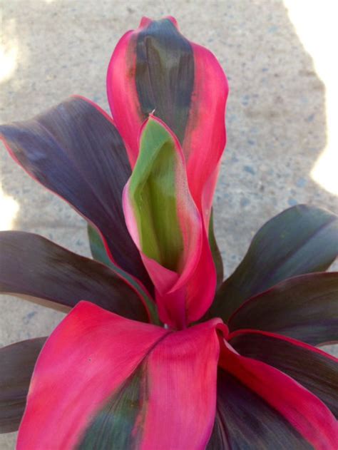 Cordyline Terminalis Ruby Wholesale Nursery Nurseries In Melbourne