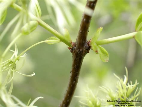 Louisiana Plant Id Chionanthus Virginicus Fringetree