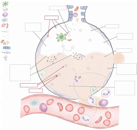 Immunomodulatory Effects Of Antibiotics In Acute Respiratory Distress