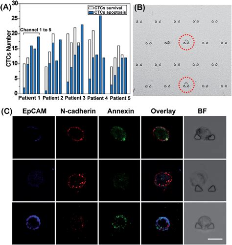 A Analysis Of Clinical Samples A Ctc Count Profile Of Patients N