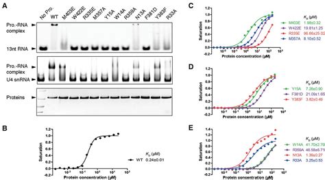 Structural Basis For Snrna Recognition By The Double Wd40 Repeat Domain
