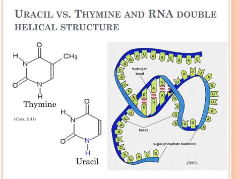Ppt Nucleic Acids Replication And Transcription Powerpoint