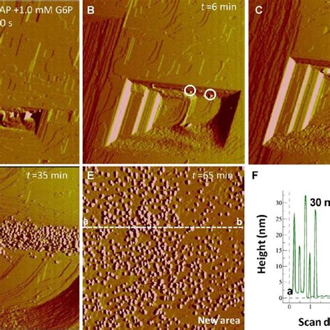 A Time Sequence Of Afm Deflection Images Showing A Dissolution And Download Scientific