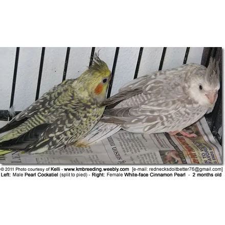 Cockatiel Mutations 18 Color Options