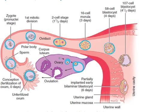 14 Female Genitalia Ii Embryology Flashcards Quizlet