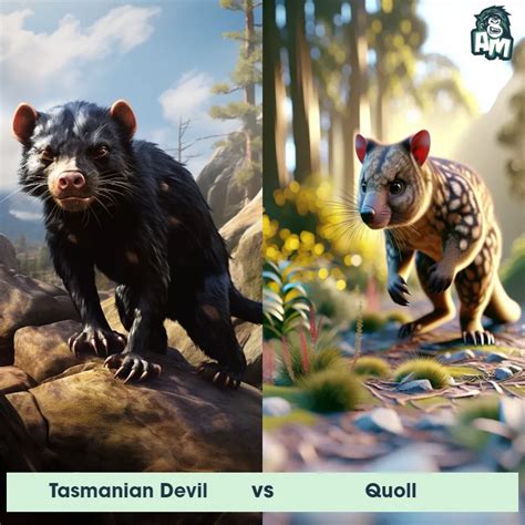 Tasmanian Devil Predator Prey Interactions Fights And Aggressive