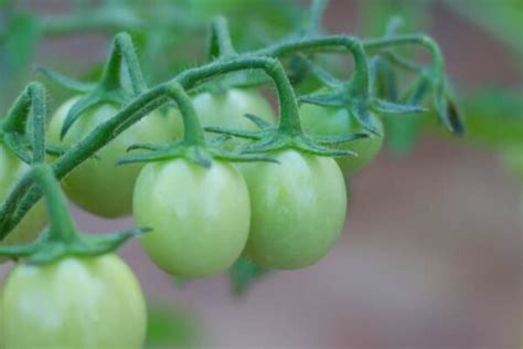 The Tiny Tim Tomato Minneopa Orchards