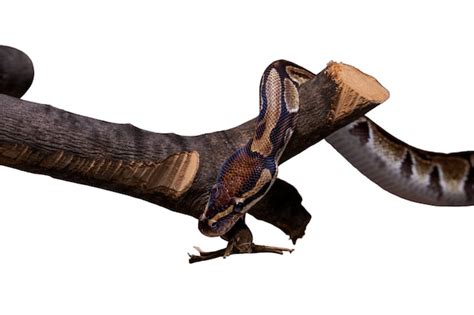 Serpent Python Oiseau Psd Modèles Psd Gratuits De Haute Qualité à
