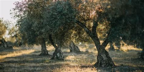 Tendencias En La Agricultura Moderna Nutesca