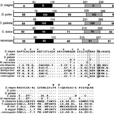 schematic diagrams of the dsx1 structures and its sequence comparison