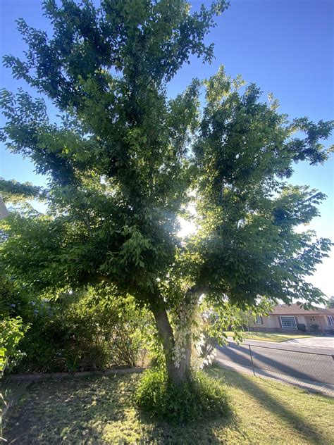 Help Identifying Tree R Whatsthisplant
