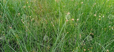 Green Grass Jukut Pendul Stock Image Image Of Jukut 277361849