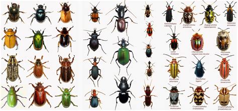 Different Types Of Beetles And Their Names At Blake Corlis Blog