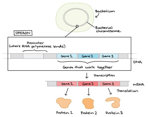Overview Gene Regulation In Bacteria Article Khan Academy Draw Diagram Dna And Genes