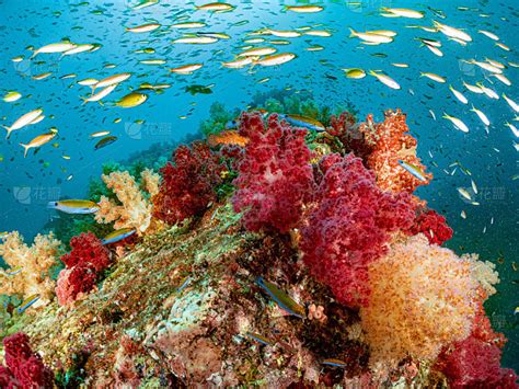 深蓝海洋下的海洋生物环境美景。