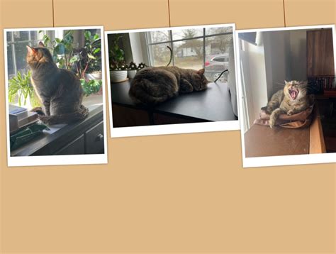 有趣猫咪相册图片晃动特效 17素材网