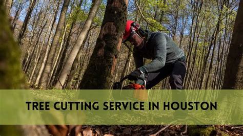 Best Tree Cutting Service Houston