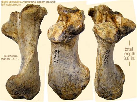 Mammal Calcaneum Fossil Id The Fossil Forum