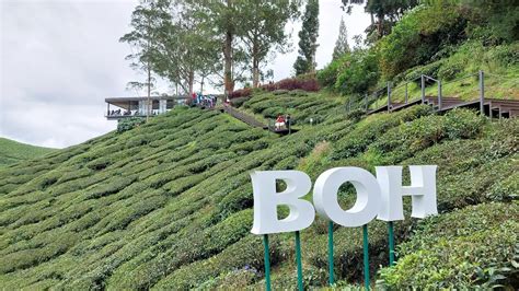 Boh Tea Centre Sungai Palas My