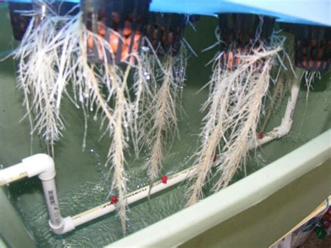 Aeroponics A Comprehensive Guide Envirevo Agritech