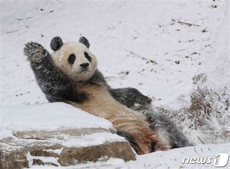 한국에서 맞이하는 마지막 겨울 푸바오 잘가 ㅠㅠ 자유 에펨코리아