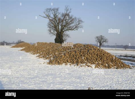 Sugar Beet Beta Vulgaris Harvested Crop Root Pile In Snow Covered Field With Deer Footprints
