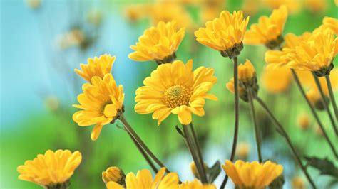 Desktop Flower Hd Wallpapers Pixelstalk