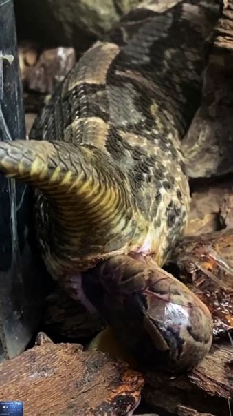 讀 Именно так происходят РОДЫ у ЗМЕИ спорт еда девушки бесплатно