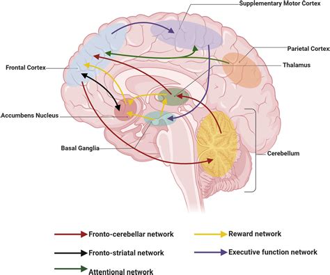 Frontiers Transcutaneous Auricular Vagus Nerve Stimulation As A