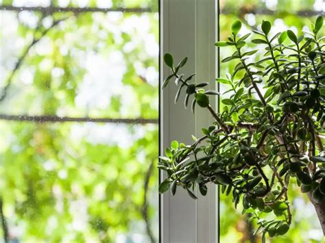 משפרי דיור המדריך המלא לשיפור איכות המגורים יושקה