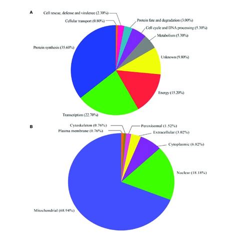 Functional Classification And Subcellular Localization Of