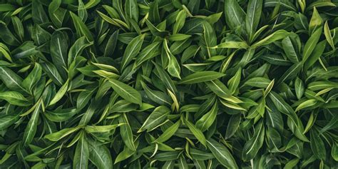 Premium Photo Lush Green Leafs Organic Texture Closeup