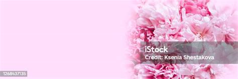 풀 블룸 파스텔의 모란 꽃과 배경과 라이브 월로 생생한 분홍색 색상 텍스트 공간을 사용할 수 있습니다 배너 0명에 대한 스톡 사진 및 기타 이미지 Istock